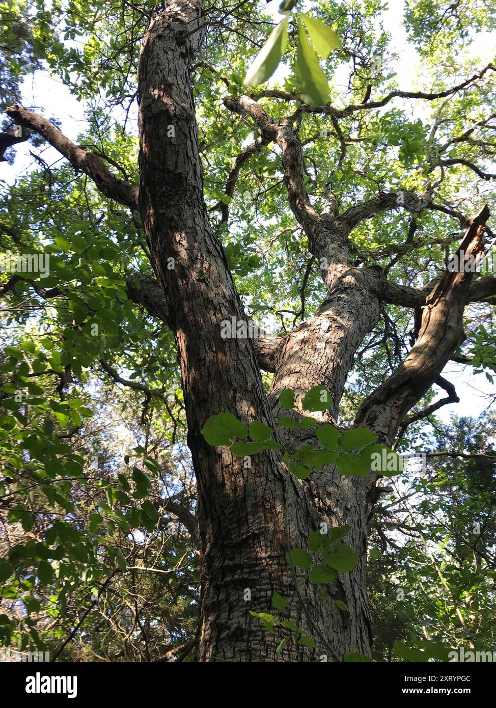 bastard oak (Quercus sinuata) Plantae Stock Photo - Alamy