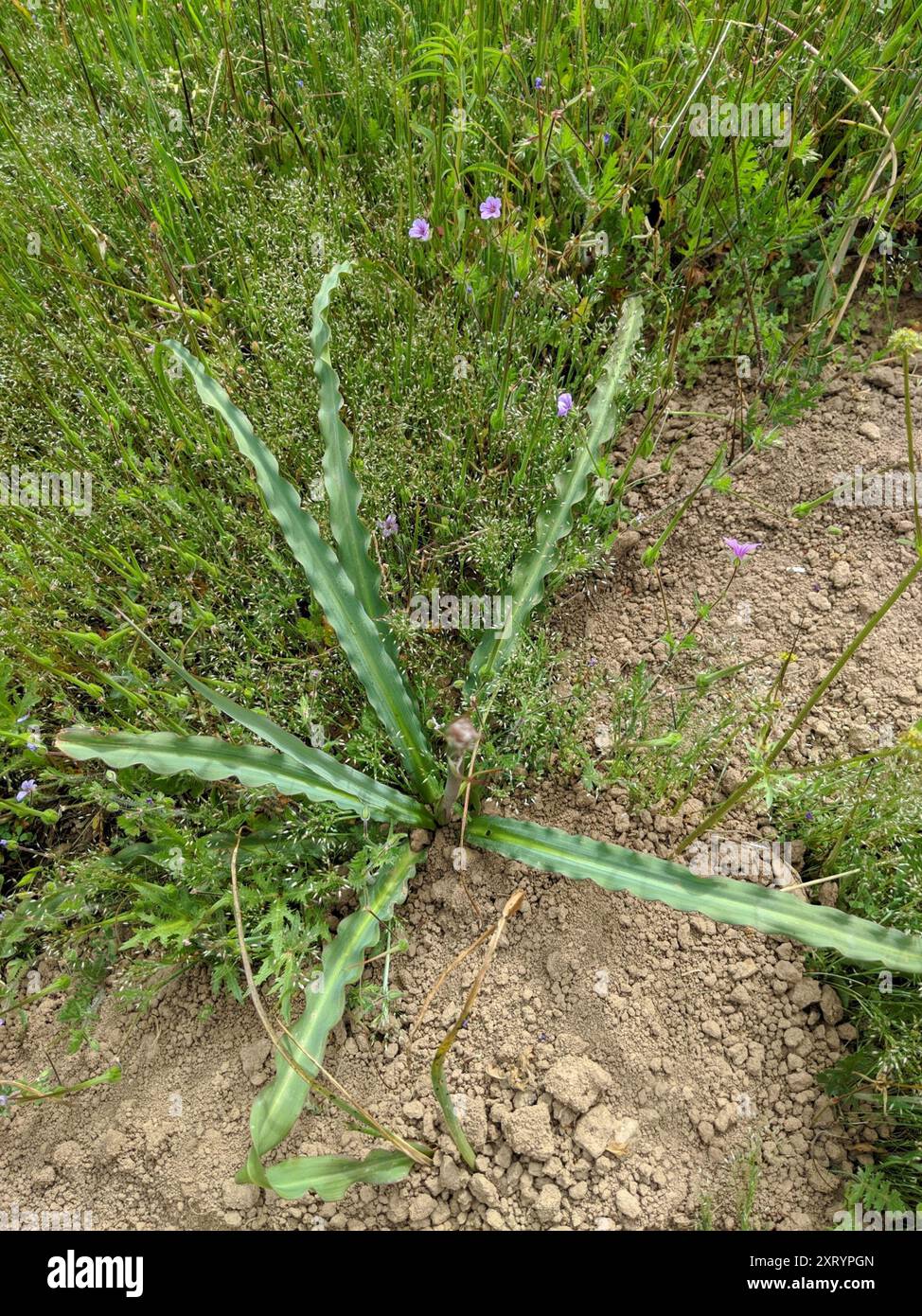 wavy-leafed soap plant (Chlorogalum pomeridianum) Plantae Stock Photo ...
