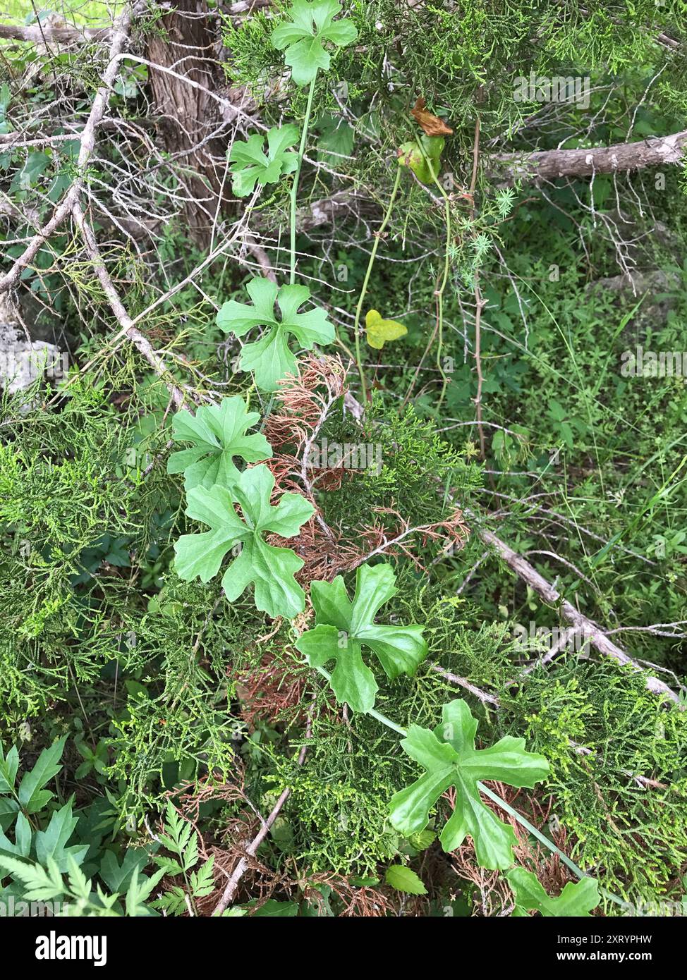 snake apple (Ibervillea lindheimeri) Plantae Stock Photo - Alamy