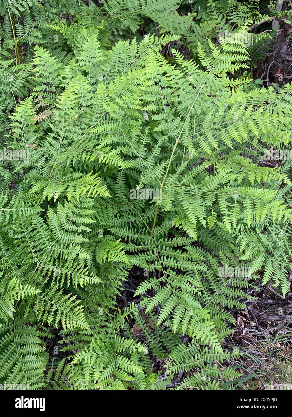 common bracken (Pteridium aquilinum) Plantae Stock Photo - Alamy