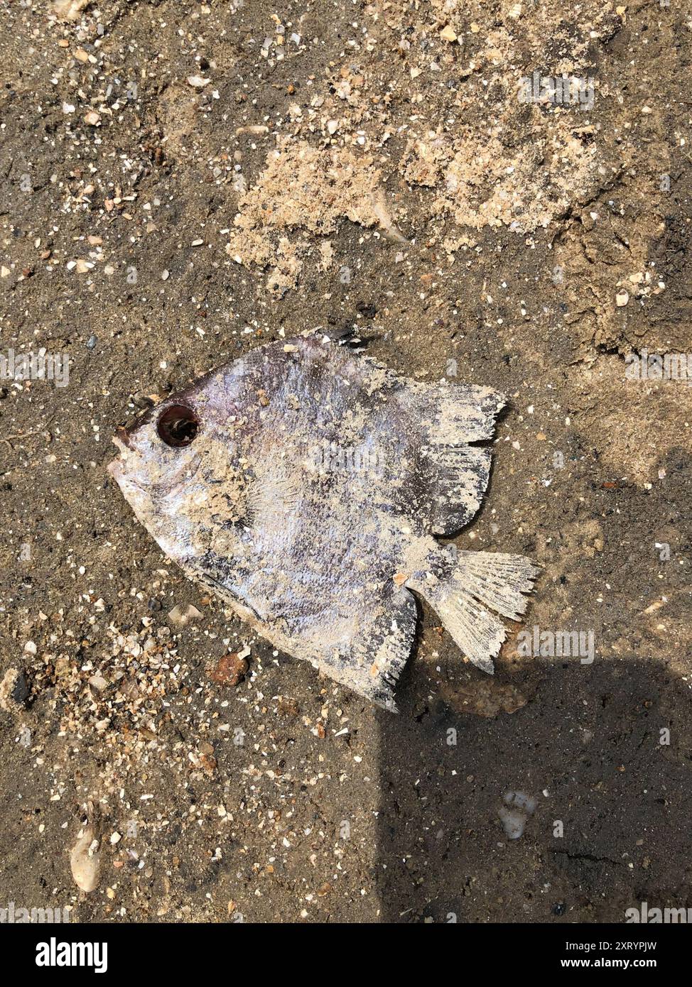 Atlantic Spadefish (Chaetodipterus faber) Actinopterygii Stock Photo ...