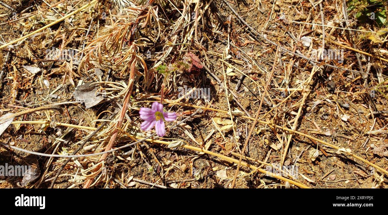 vascular plants (Tracheophyta) Plantae Stock Photo - Alamy