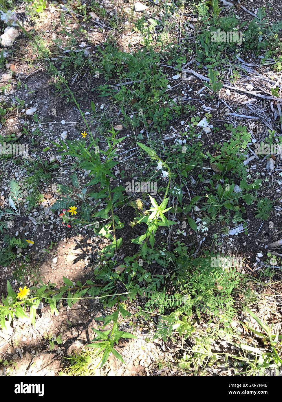 roadside gaura (Oenothera suffulta) Plantae Stock Photo - Alamy