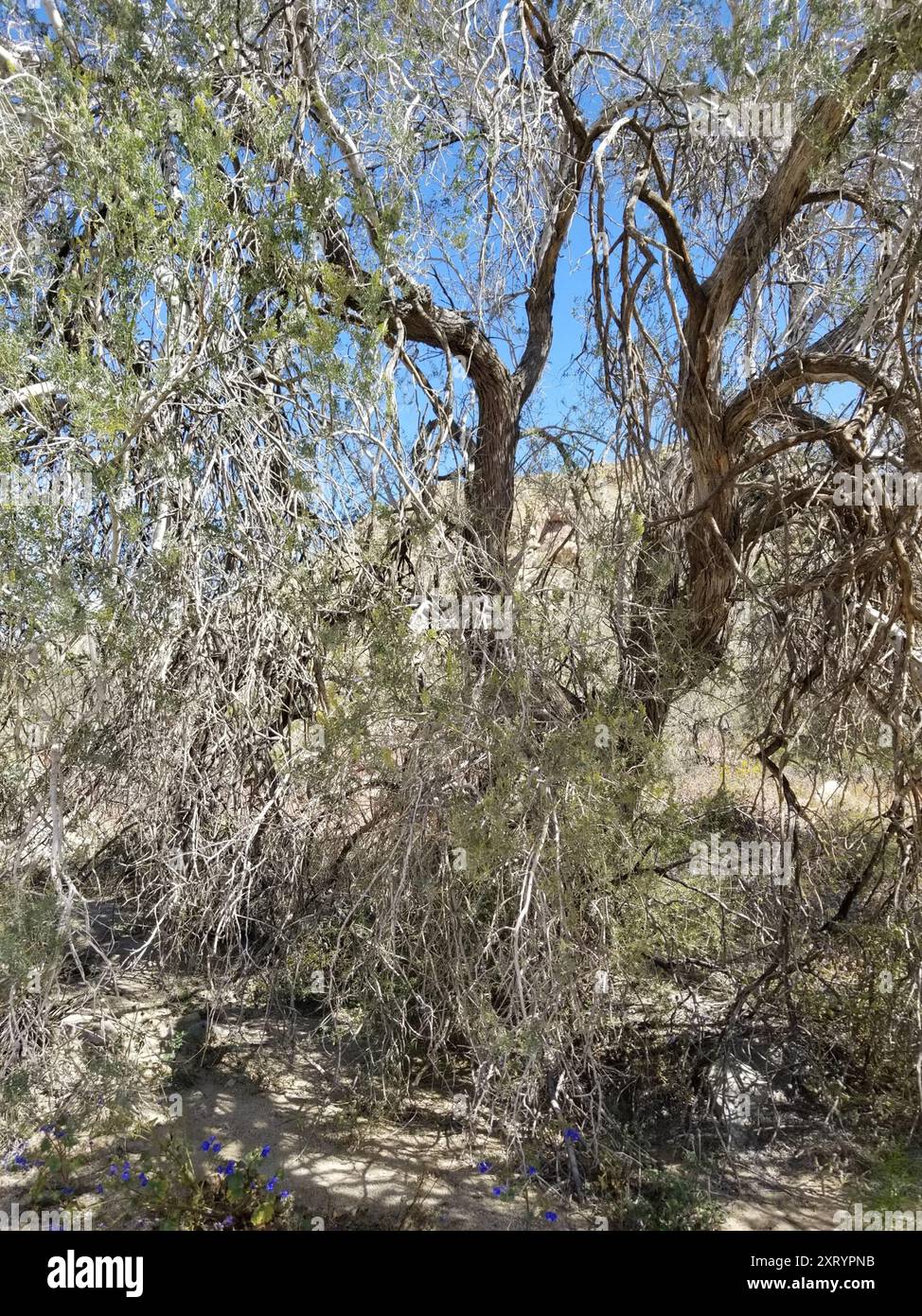 desert ironwood (Olneya tesota) Plantae Stock Photo - Alamy