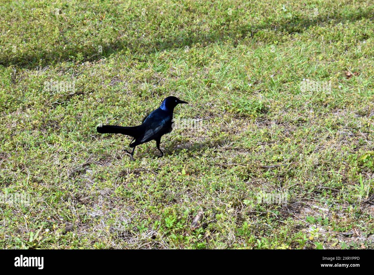 Boat-tailed Grackle (Quiscalus major) Aves Stock Photo - Alamy