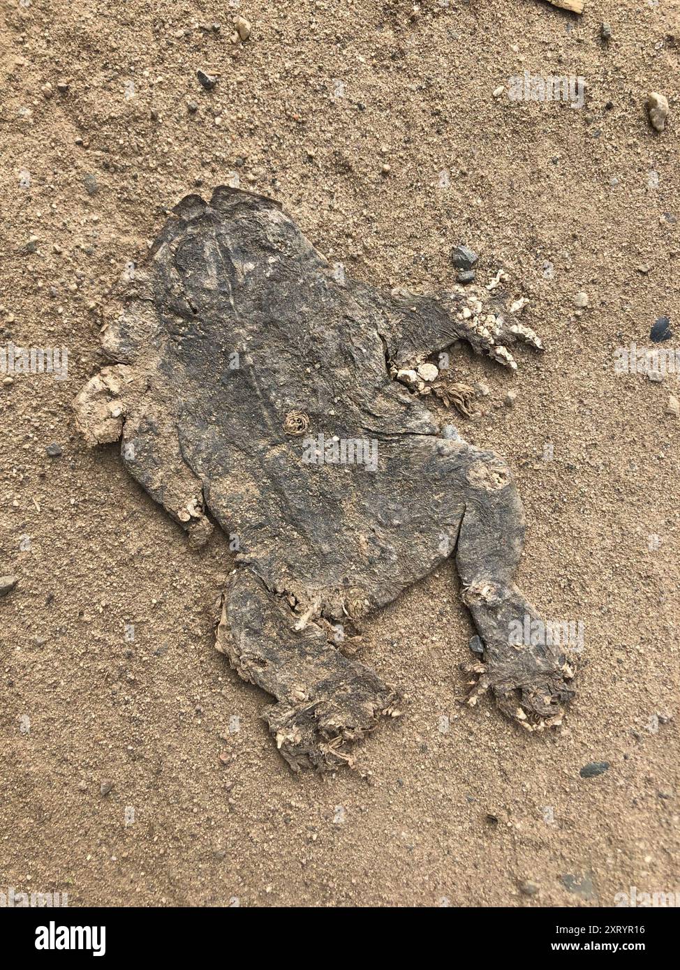 Western Toad (Anaxyrus boreas) Amphibia Stock Photo - Alamy