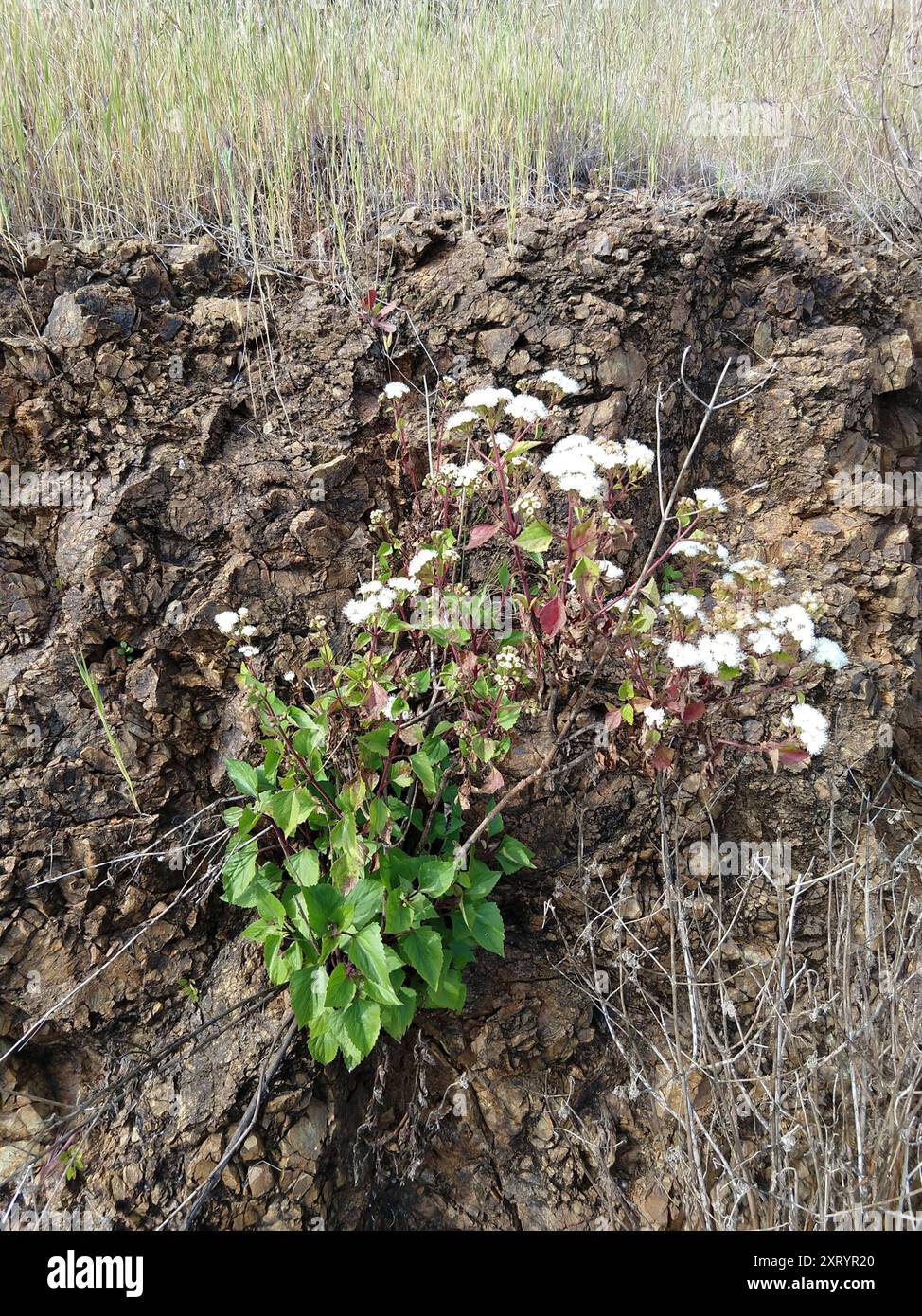 Crofton Weed (Ageratina adenophora) Plantae Stock Photo - Alamy