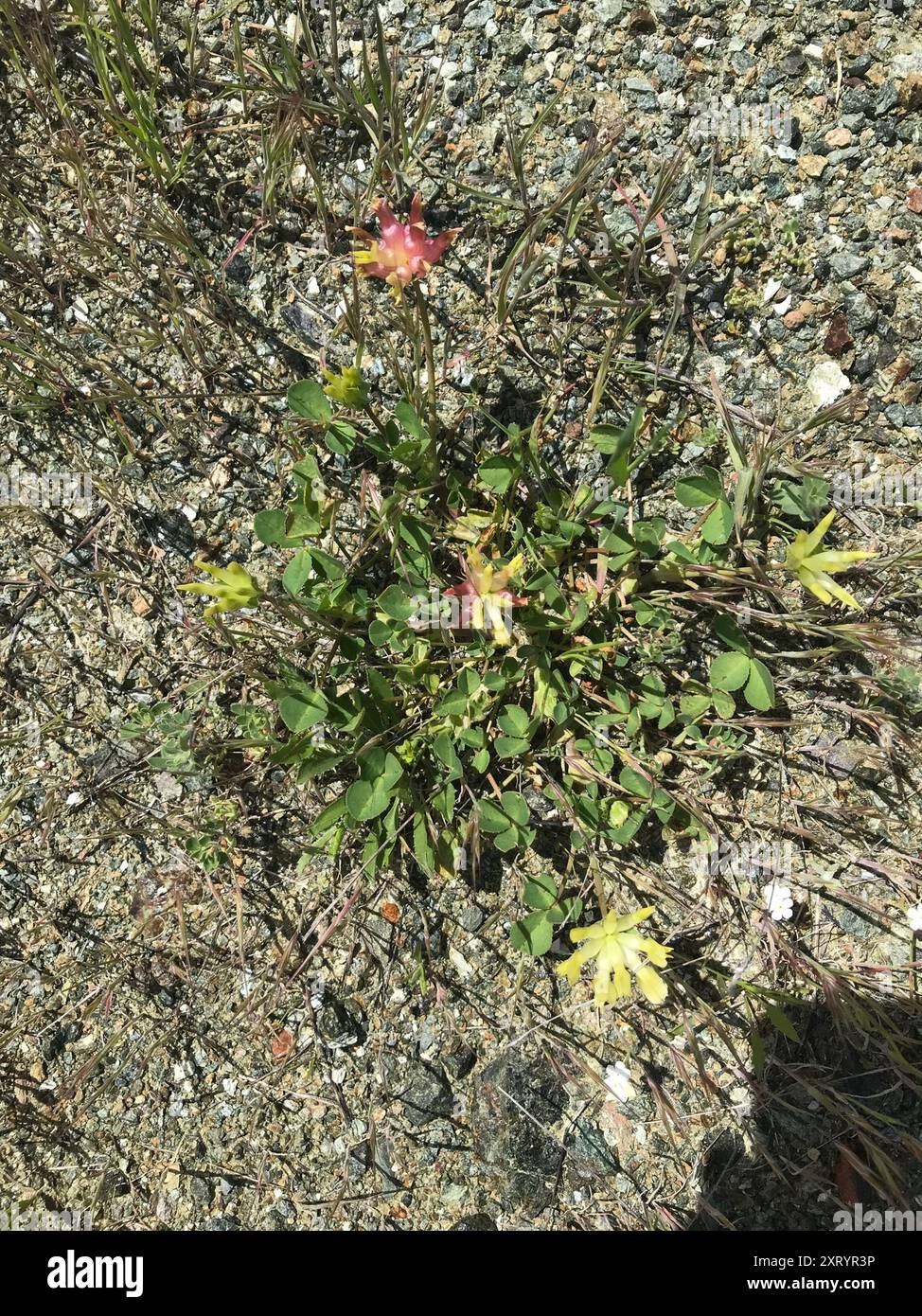 bull clover (Trifolium fucatum) Plantae Stock Photo - Alamy