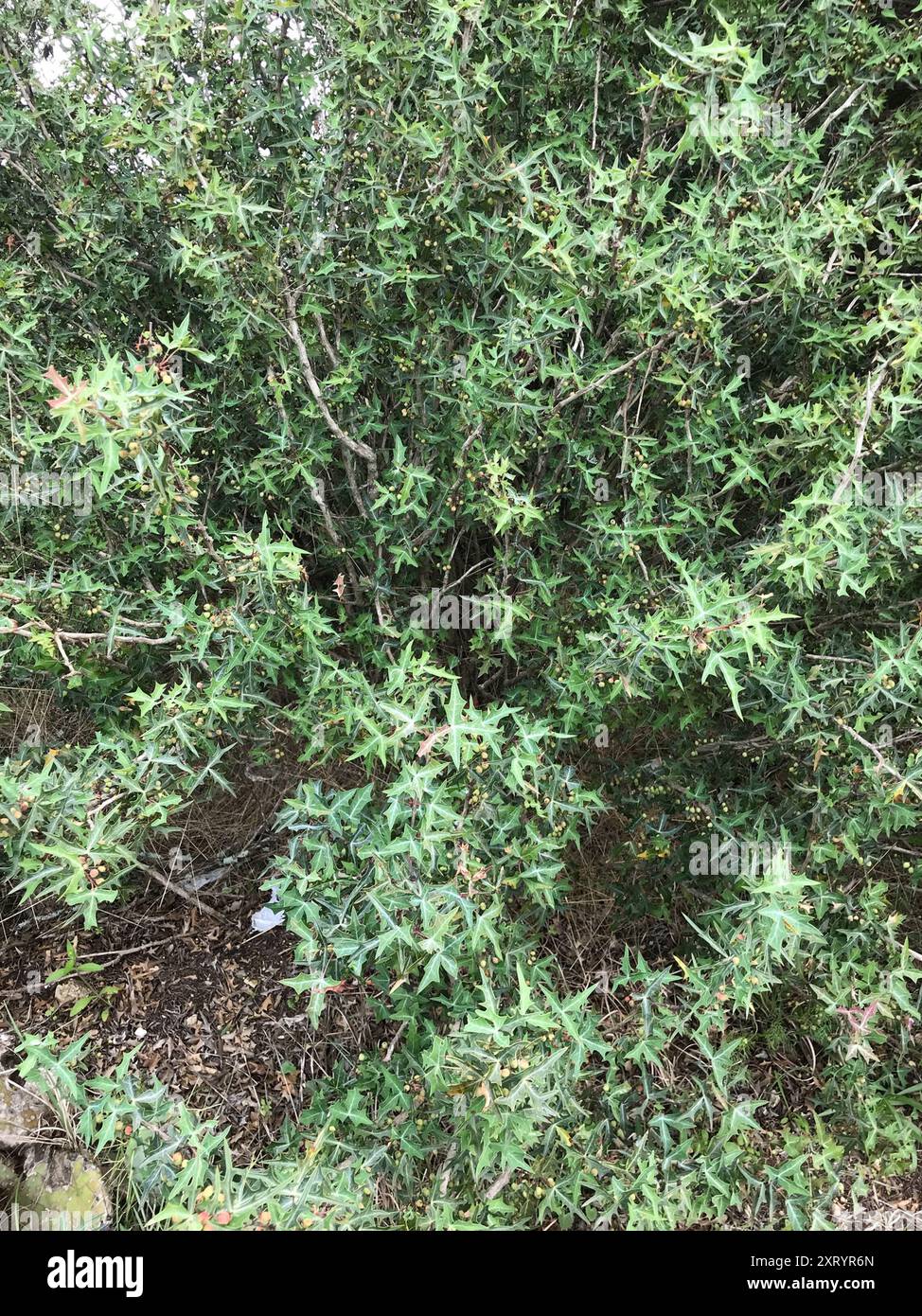 Agarita (Berberis trifoliolata) Plantae Stock Photo - Alamy
