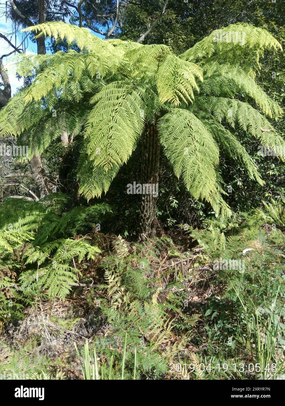 rough tree-fern (Cyathea australis) Plantae Stock Photo - Alamy