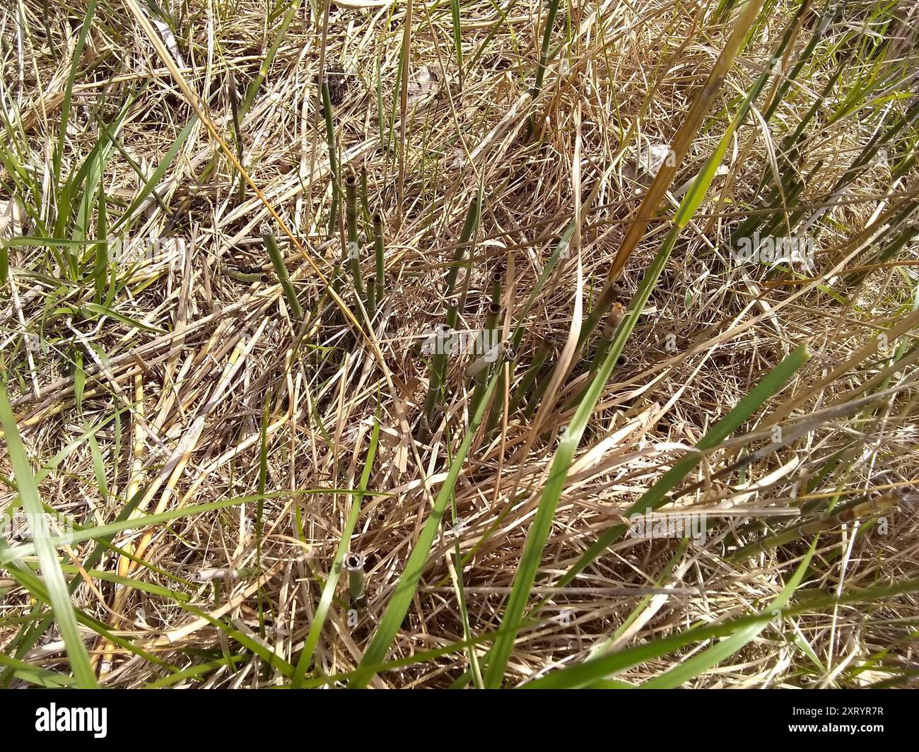 common reed (Phragmites australis) Plantae Stock Photo - Alamy