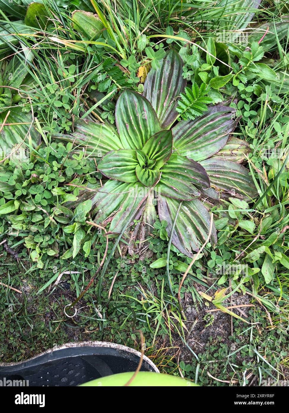Tall Coastal Plantain (Plantago subnuda) Plantae Stock Photo - Alamy