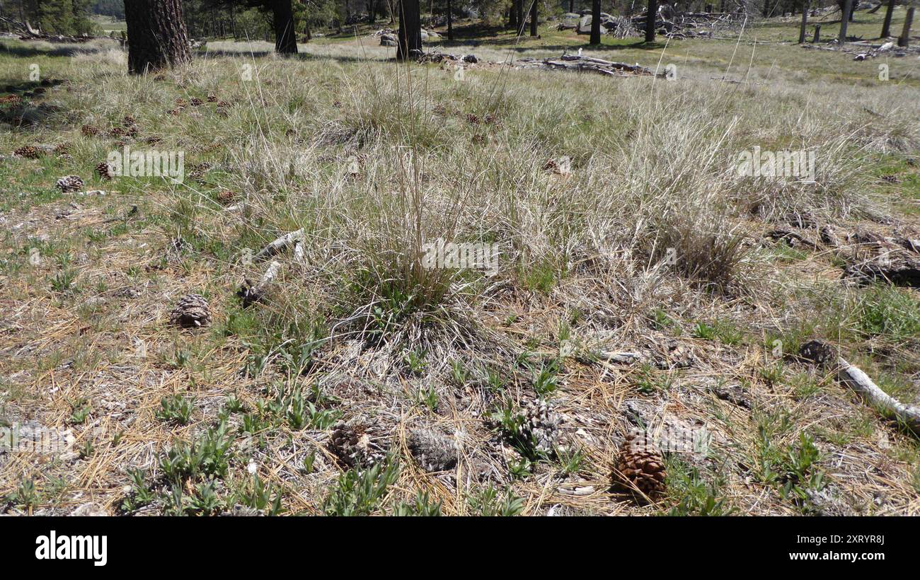 deergrass (Muhlenbergia rigens) Plantae Stock Photo - Alamy