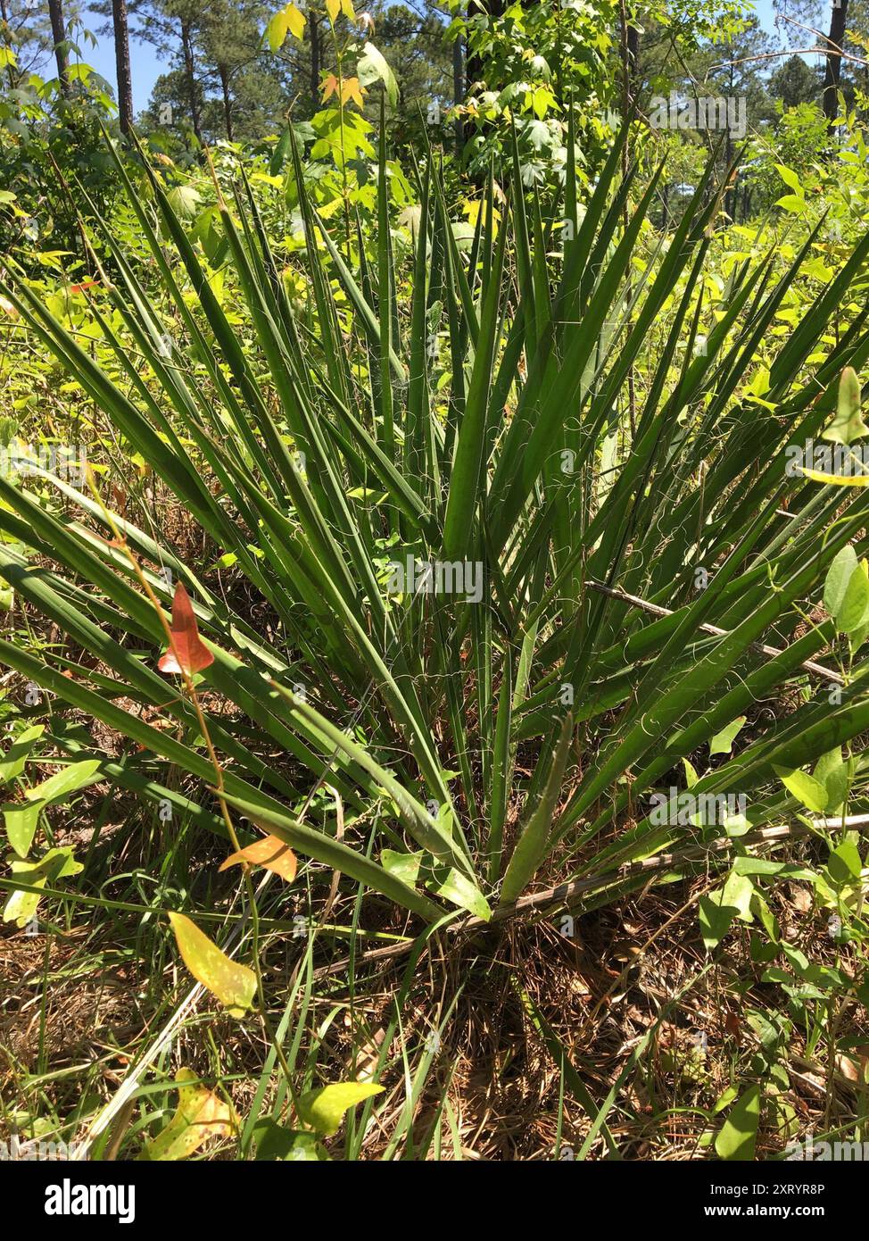 common yucca (Yucca filamentosa) Plantae Stock Photo - Alamy