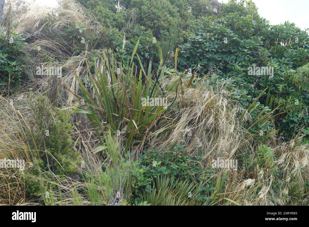 Mountain flax (Phormium cookianum) Plantae Stock Photo - Alamy