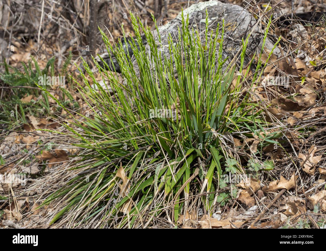 White-grained Mountain-ricegrass (Oryzopsis asperifolia) Plantae Stock ...