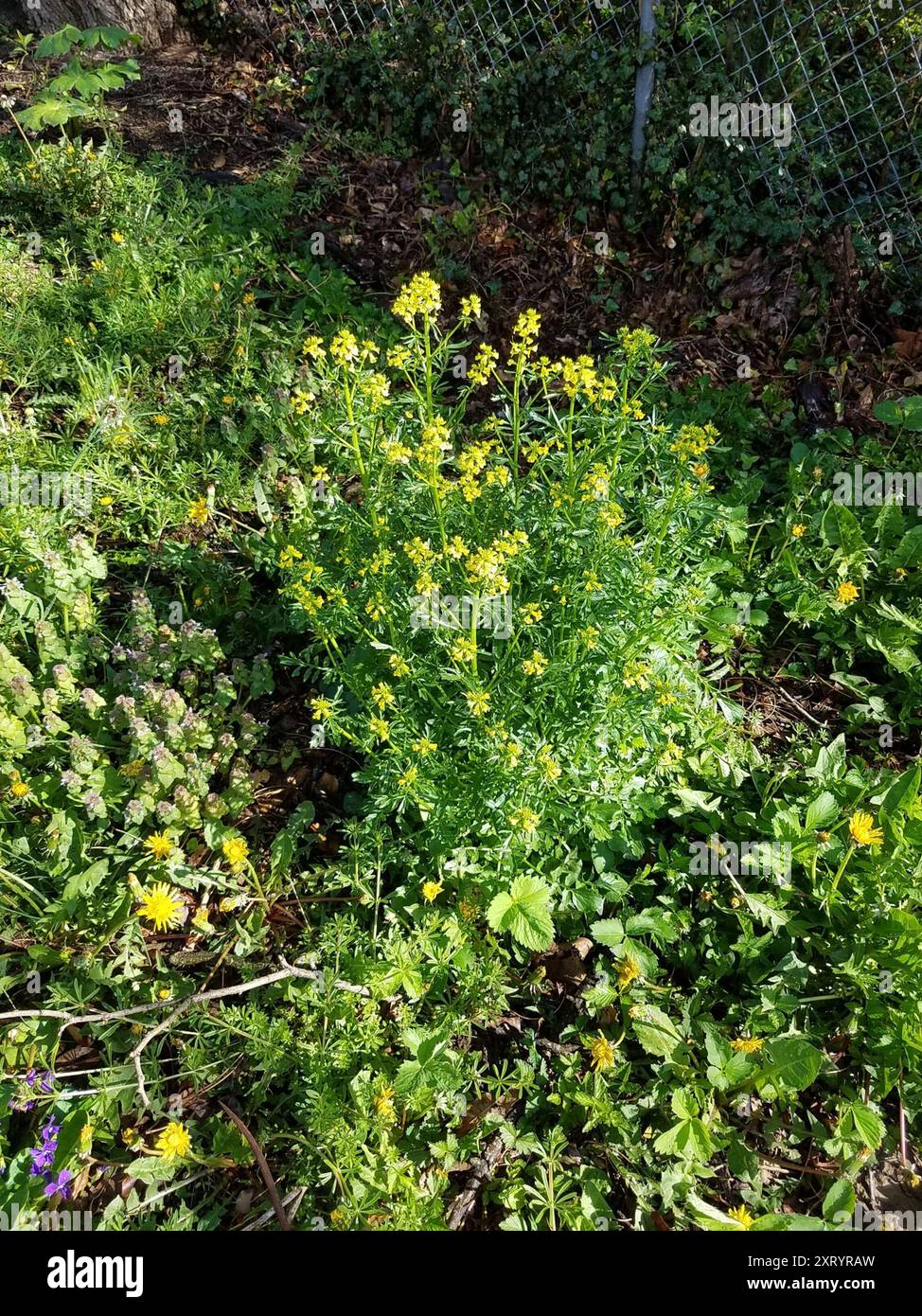 land cress (Barbarea verna) Plantae Stock Photo - Alamy