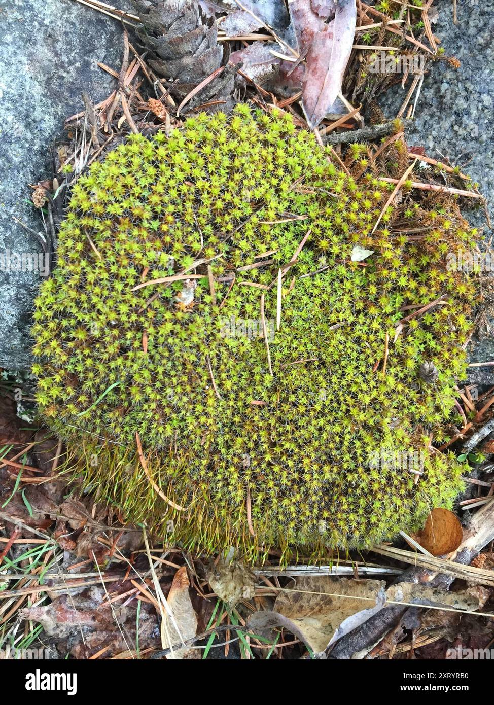 Star Moss (Syntrichia ruralis) Plantae Stock Photo - Alamy