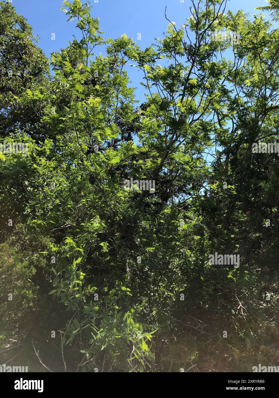 Little Walnut (Juglans microcarpa) Plantae Stock Photo - Alamy