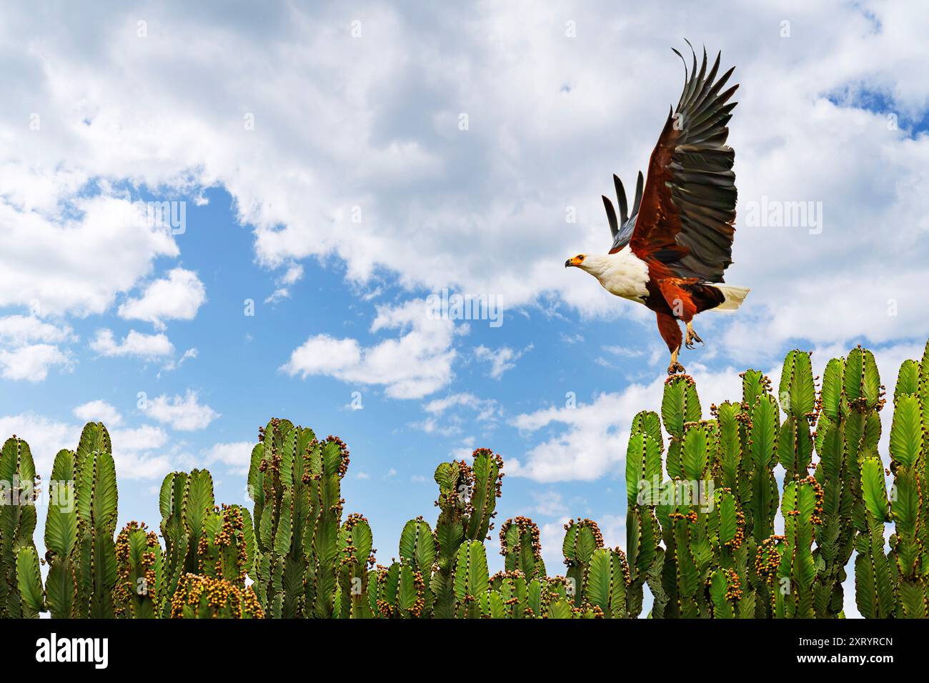 African fish eagle ‘birds hi-res stock photography and images - Alamy
