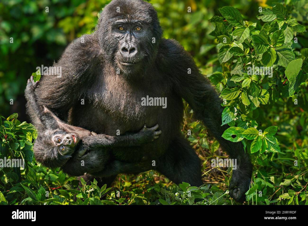 Mountain gorilla bwindi impenetrable hi-res stock photography and images - Alamy