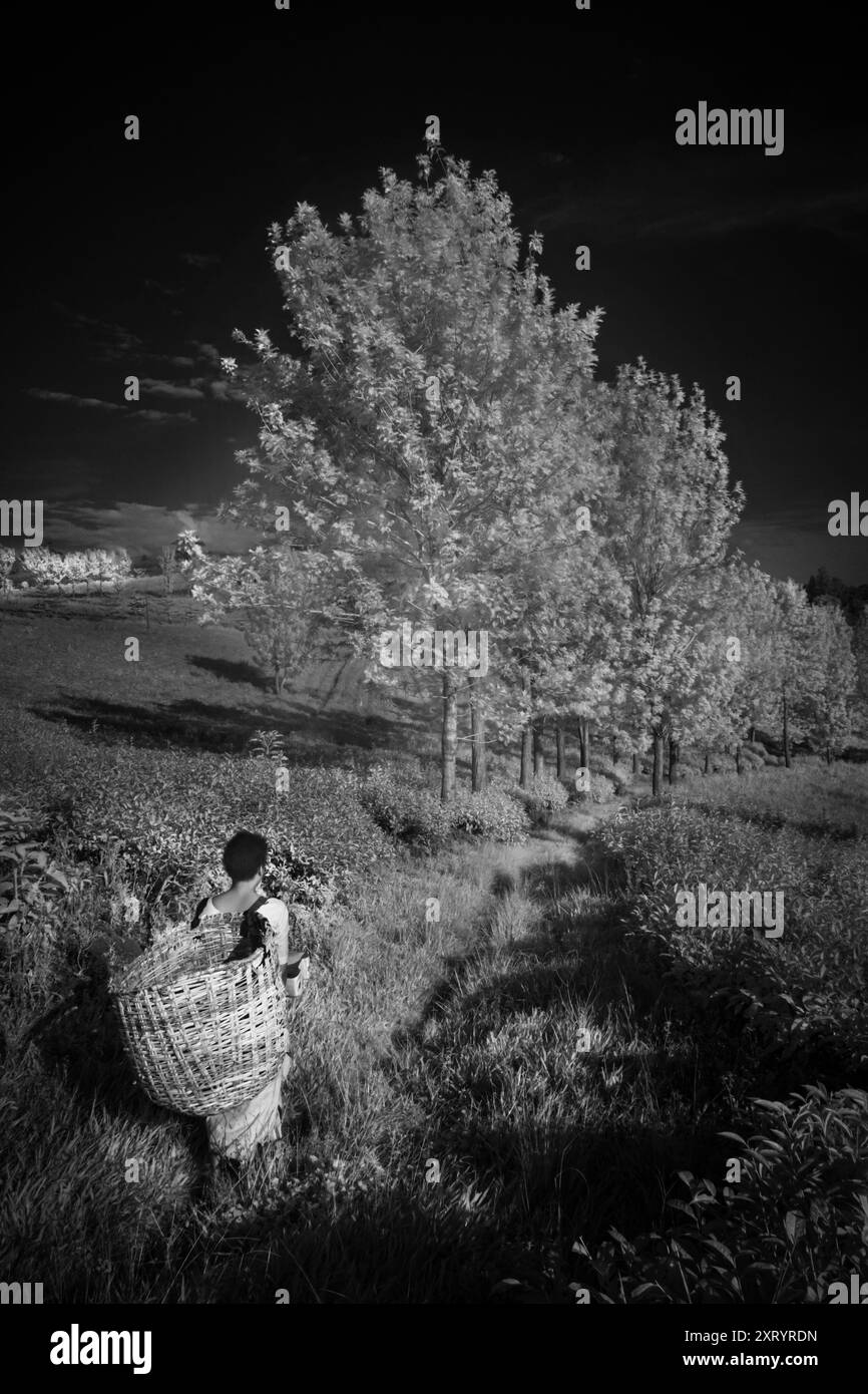 Black herbal tea in Black and White Stock Photos & Images - Alamy