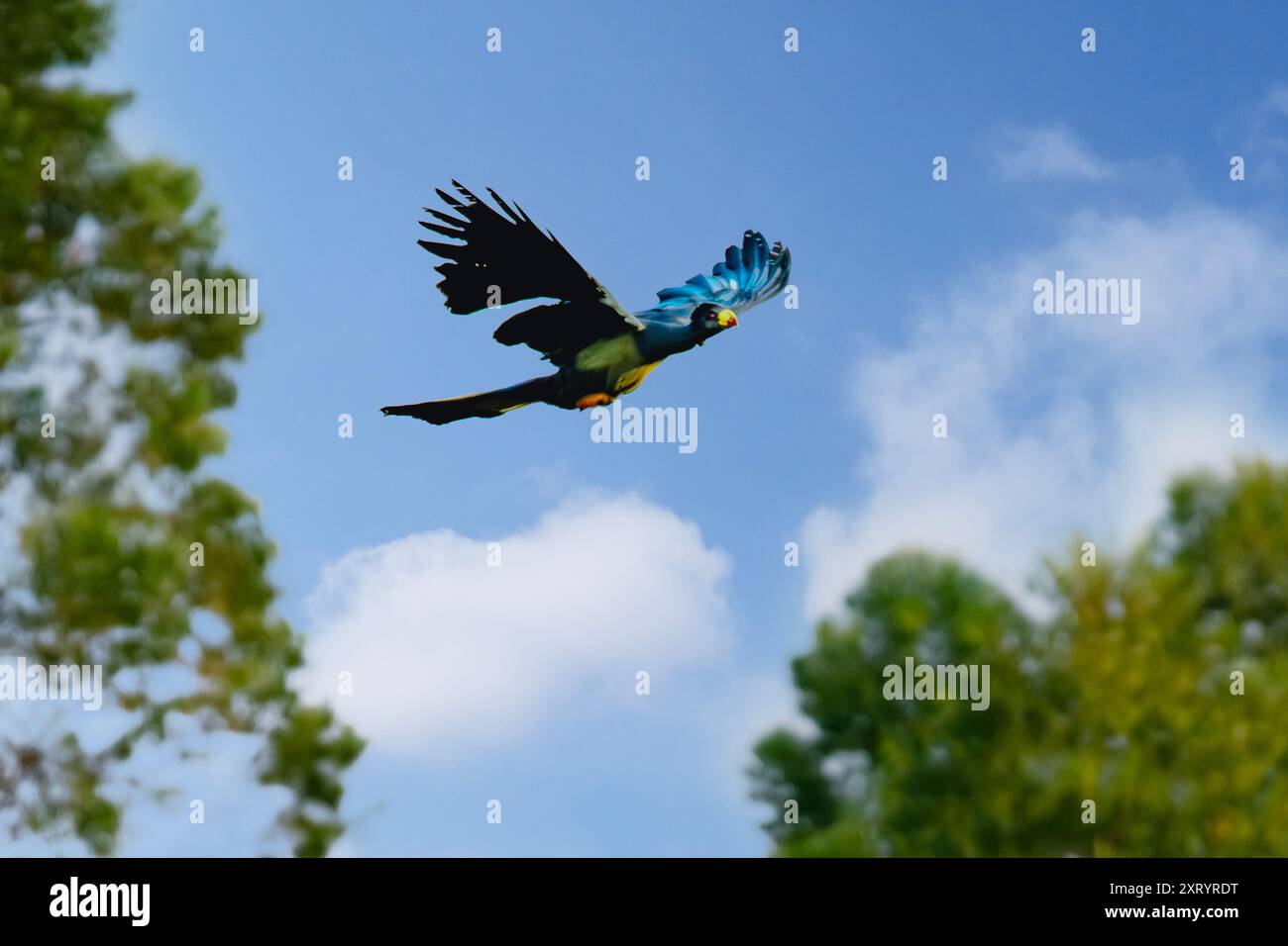Great Blue Turaco in flight, Uganda, Africa Stock Photo - Alamy