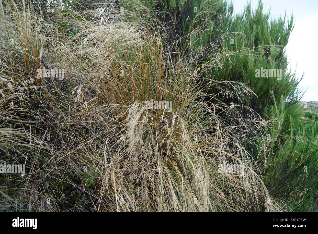 Narrow-leaved Snow Tussock (Chionochloa rigida) Plantae Stock Photo - Alamy