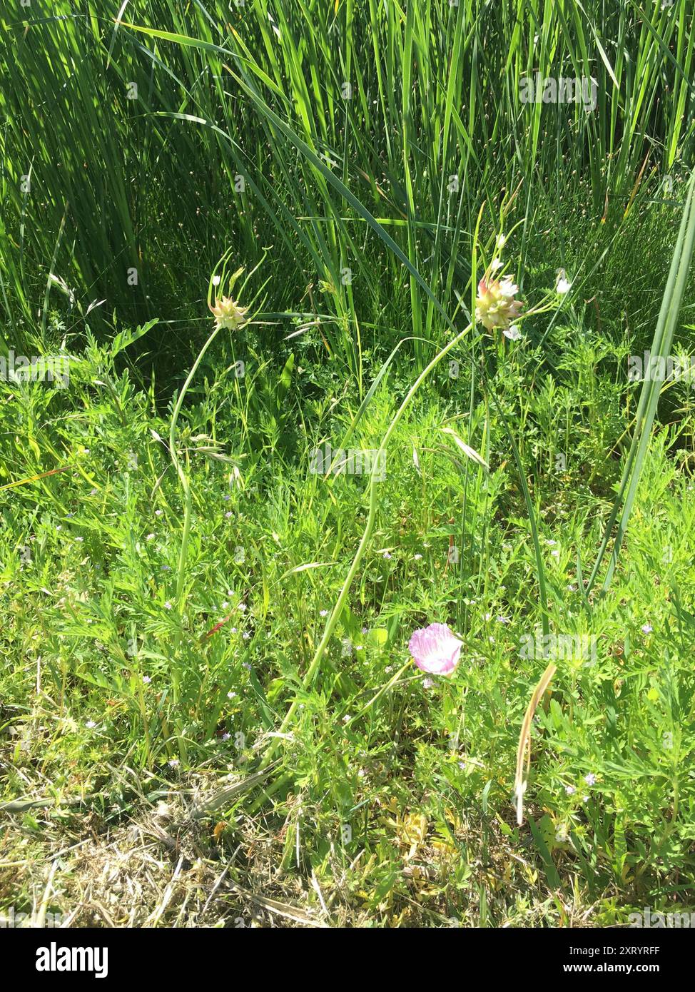 Canadian Meadow garlic (Allium canadense) Plantae Stock Photo - Alamy
