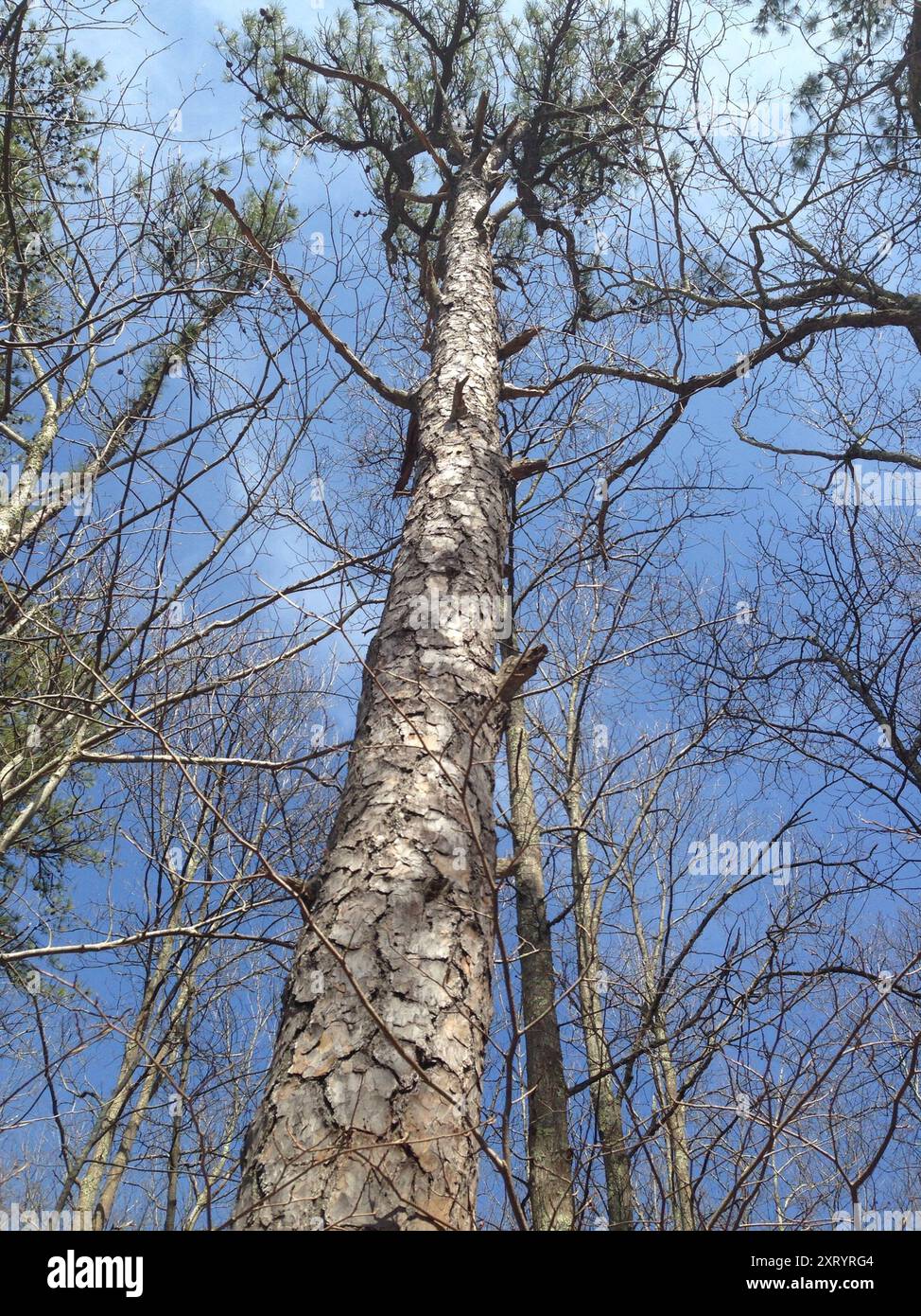 pitch pine (Pinus rigida) Plantae Stock Photo - Alamy