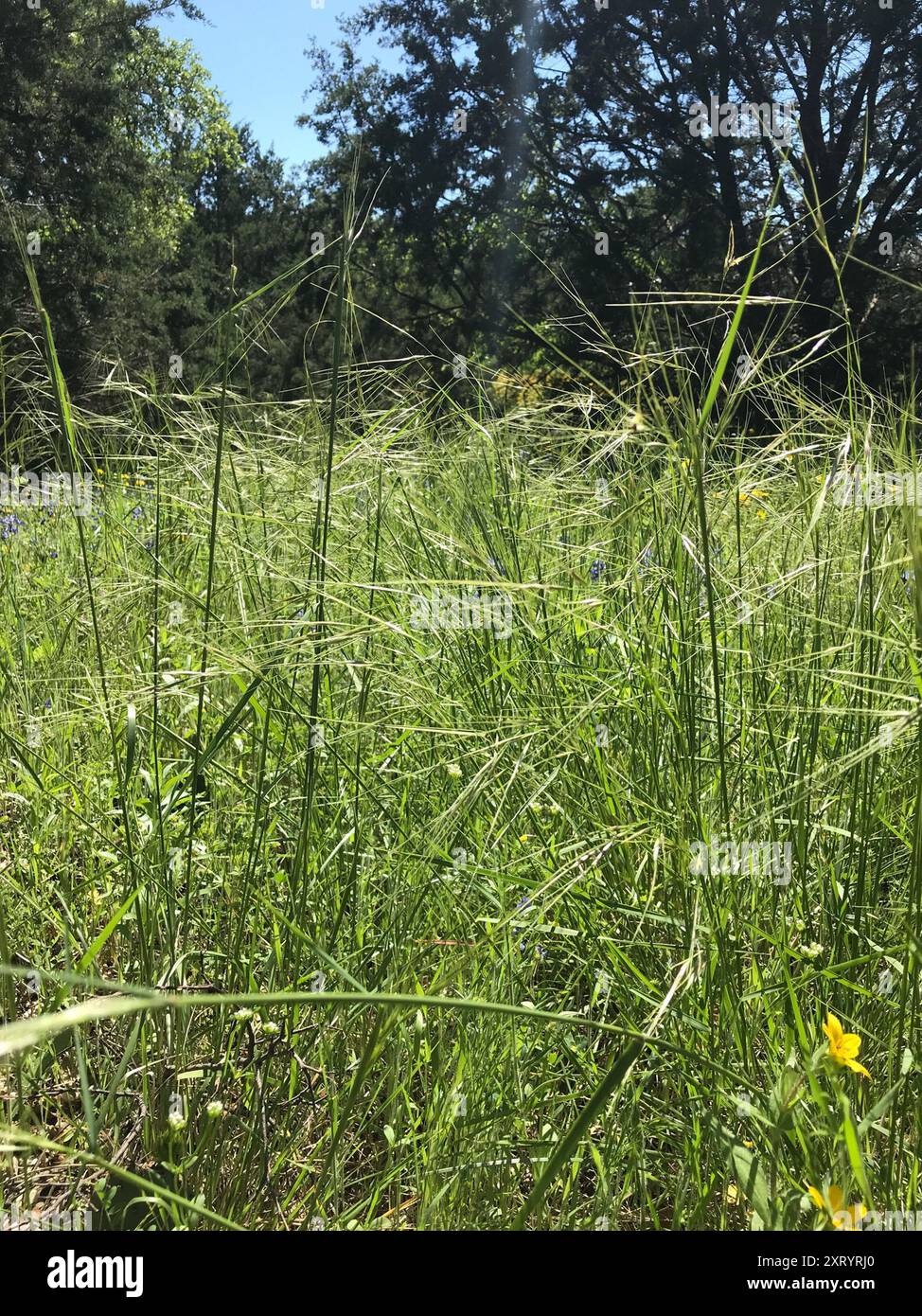 Texas winter grass (Nassella leucotricha) Plantae Stock Photo - Alamy