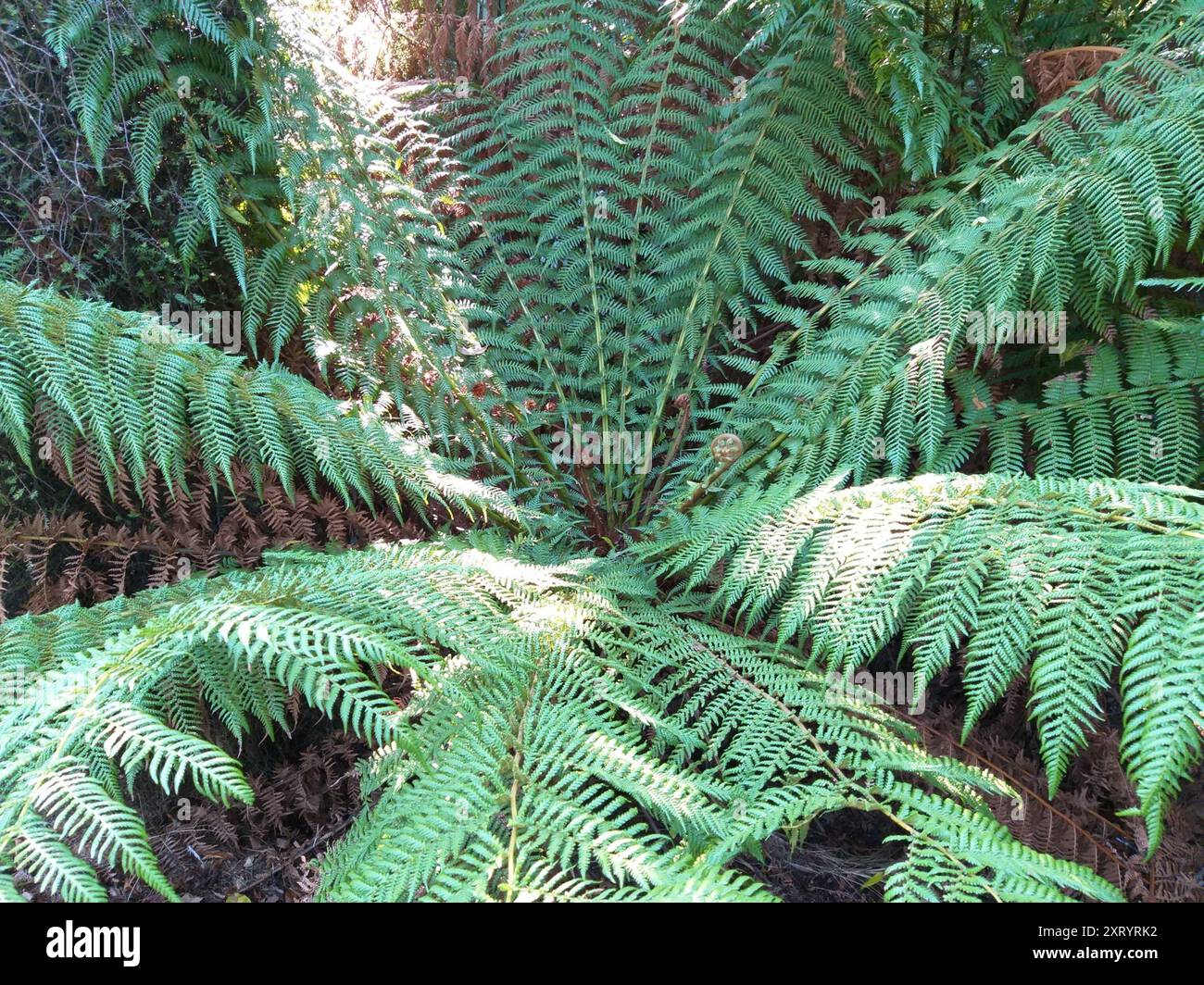 golden tree fern (Dicksonia fibrosa) Plantae Stock Photo - Alamy