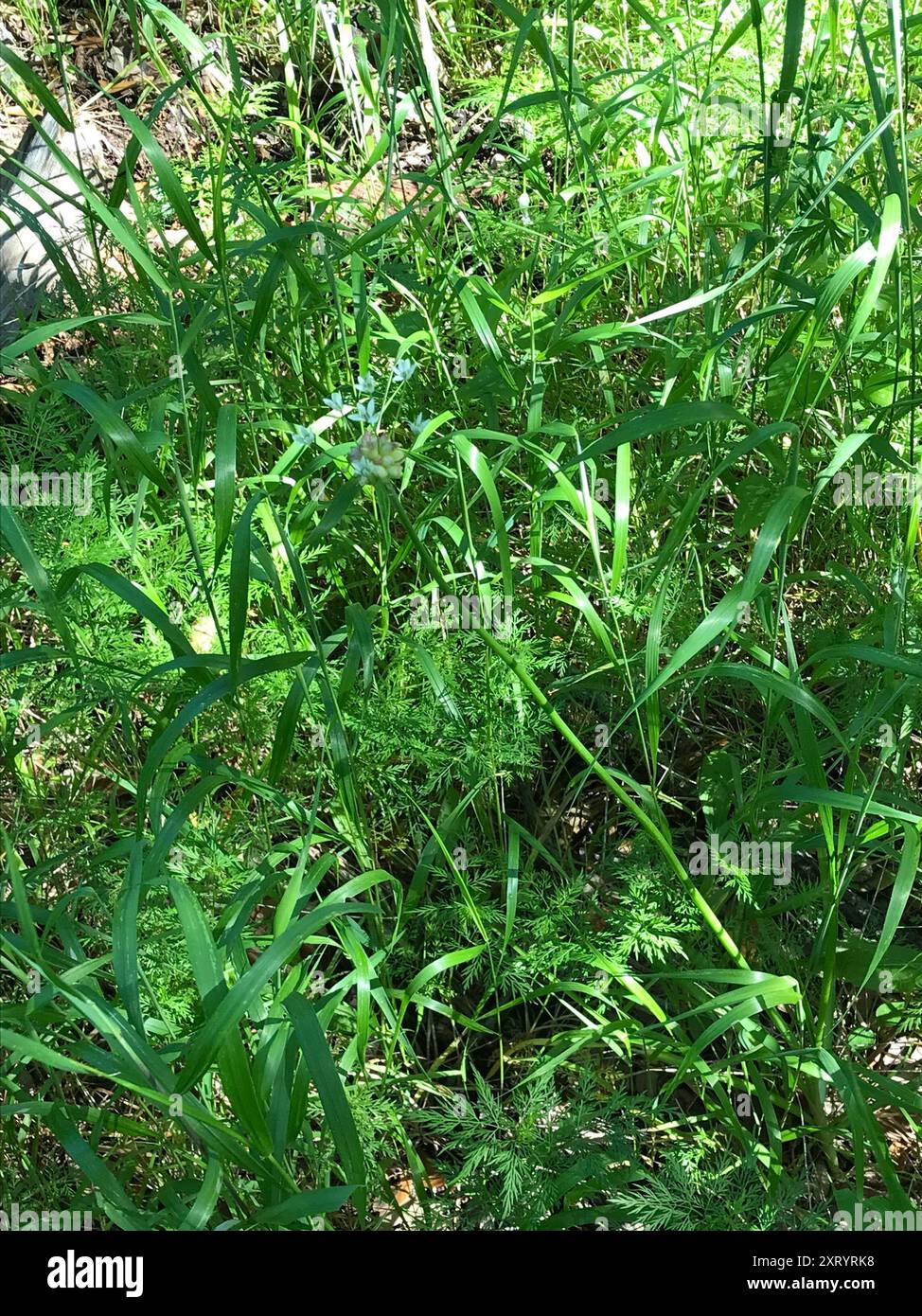 Canadian Meadow garlic (Allium canadense) Plantae Stock Photo - Alamy