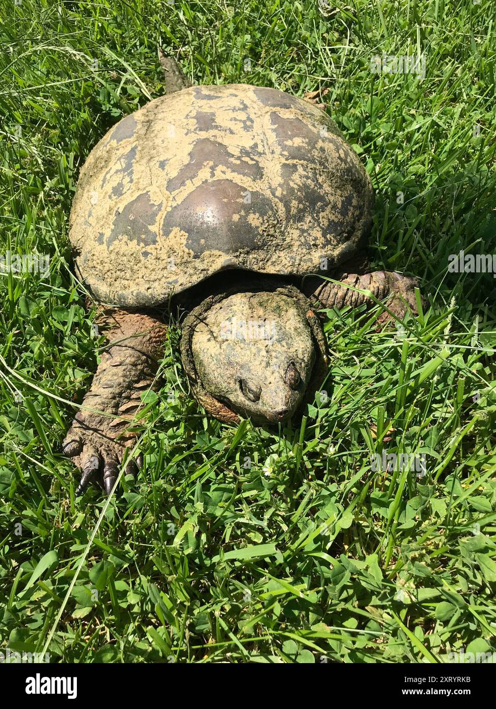 Common Snapping Turtle (Chelydra serpentina) Reptilia Stock Photo - Alamy