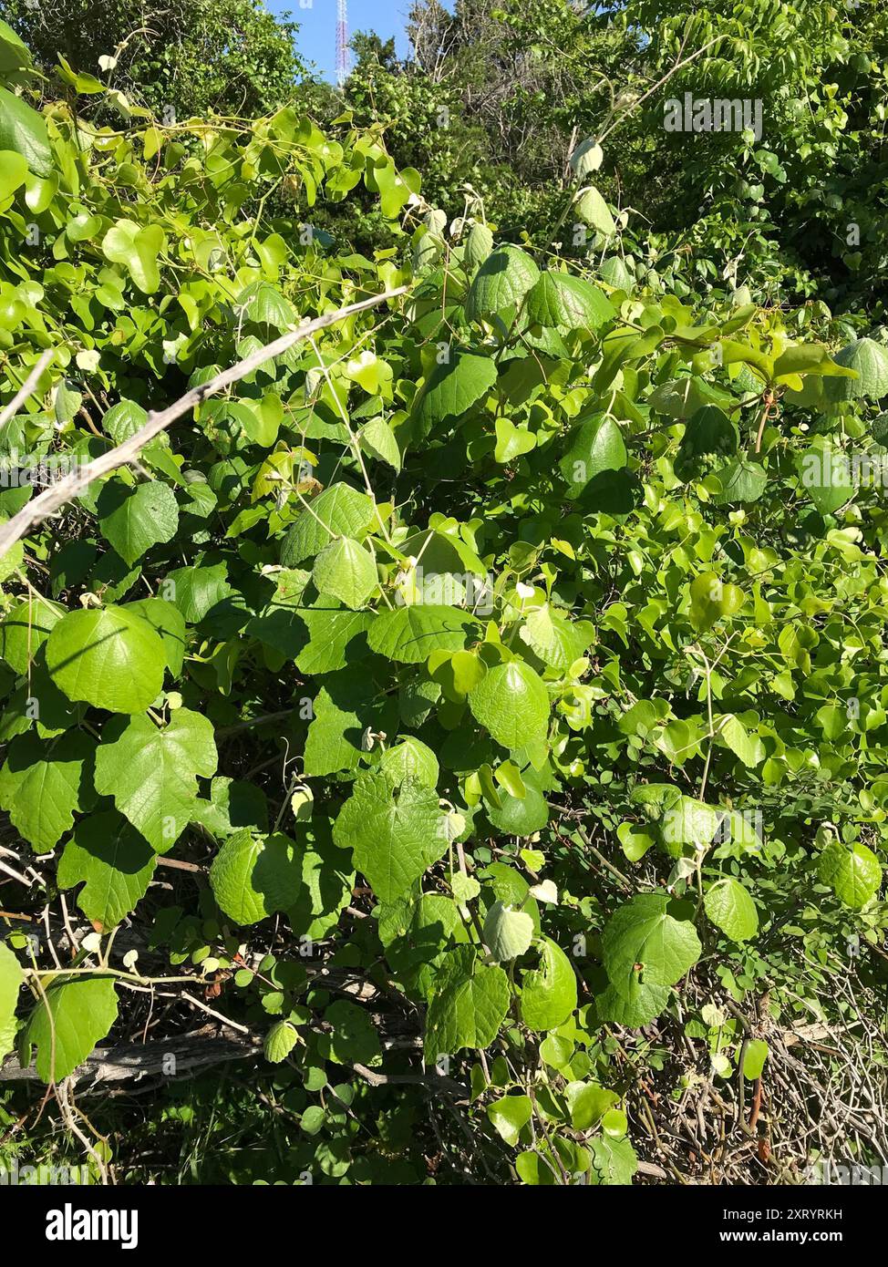mustang grape (Vitis mustangensis) Plantae Stock Photo - Alamy
