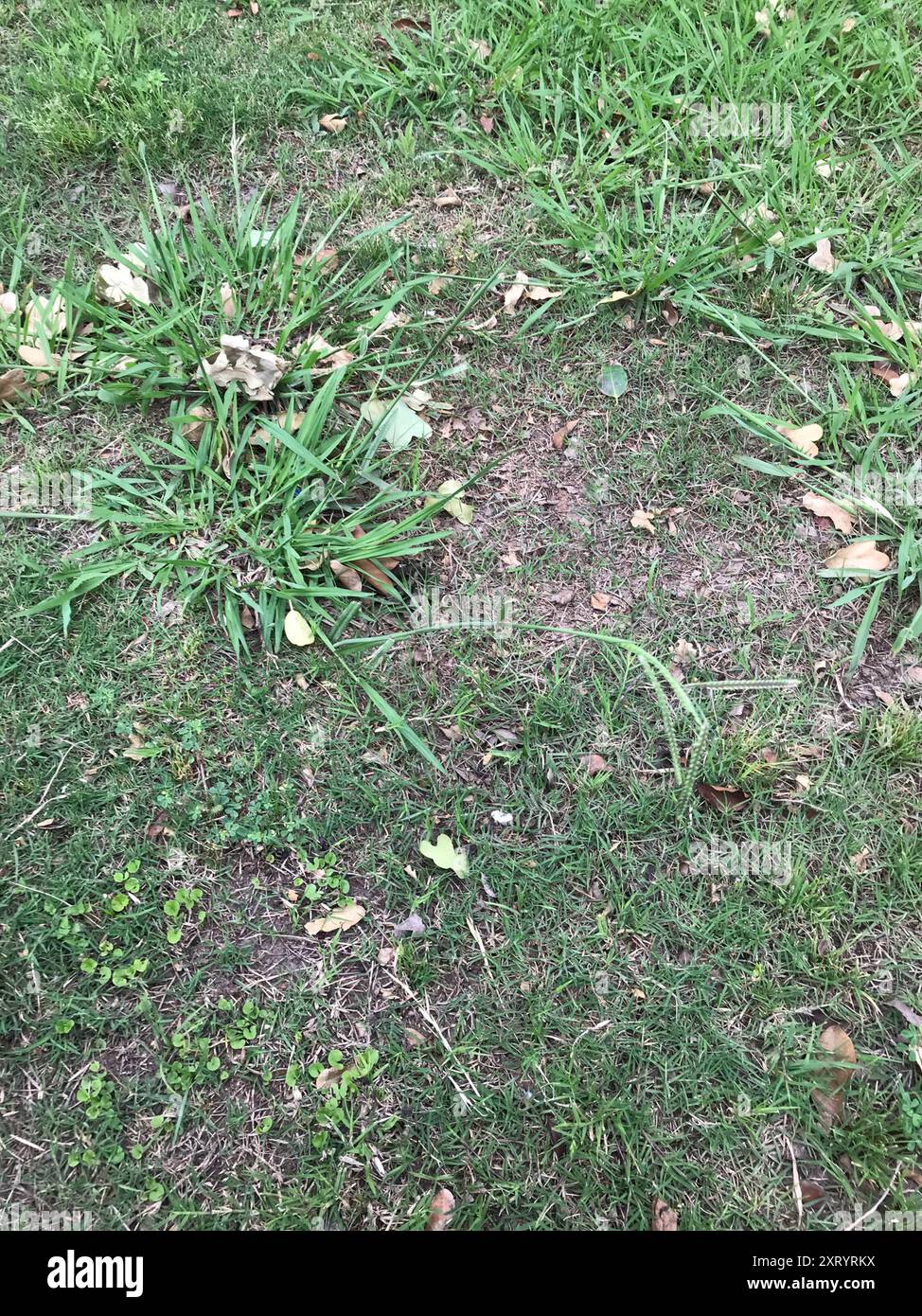 Dallis grass (Paspalum dilatatum) Plantae Stock Photo - Alamy