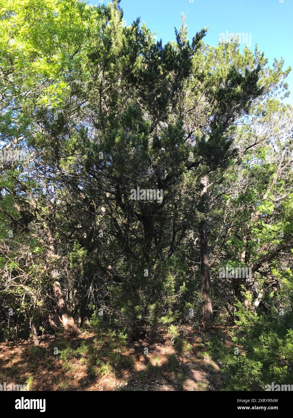 Ashe juniper (Juniperus ashei) Plantae Stock Photo - Alamy