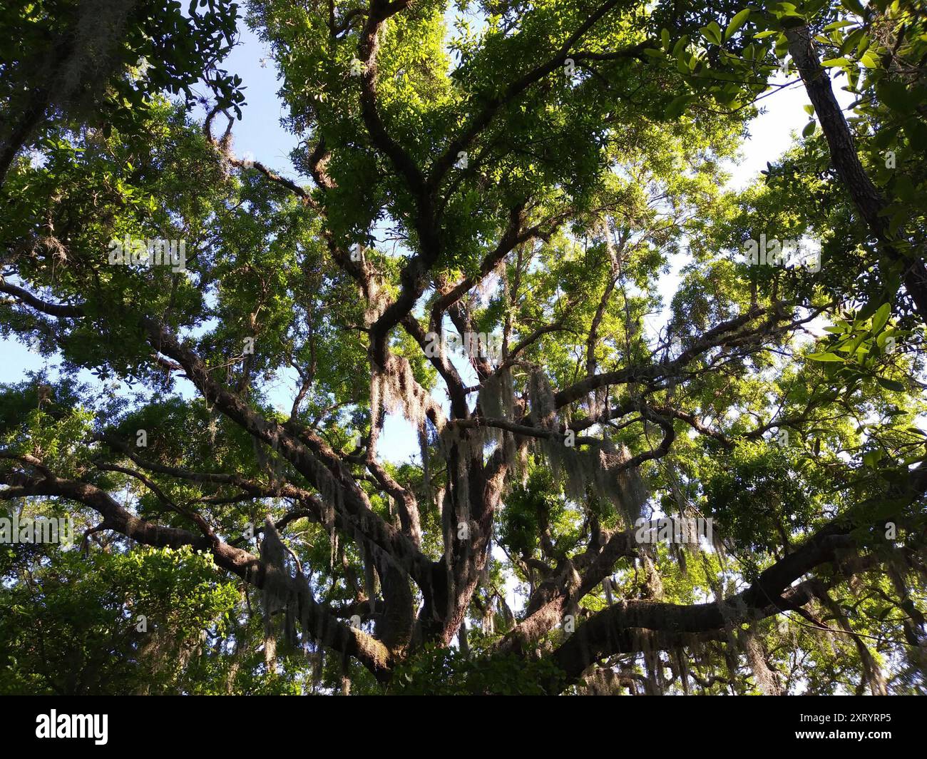 Darlington Oak (Quercus hemisphaerica) Plantae Stock Photo - Alamy