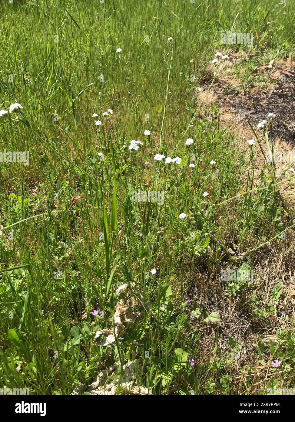 Rusty Popcornflower (Plagiobothrys nothofulvus) Plantae Stock Photo - Alamy