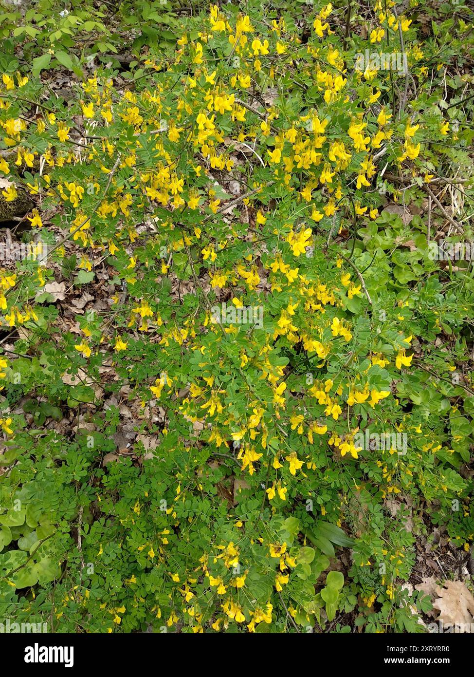 Scorpion Senna (Hippocrepis emerus) Plantae Stock Photo - Alamy