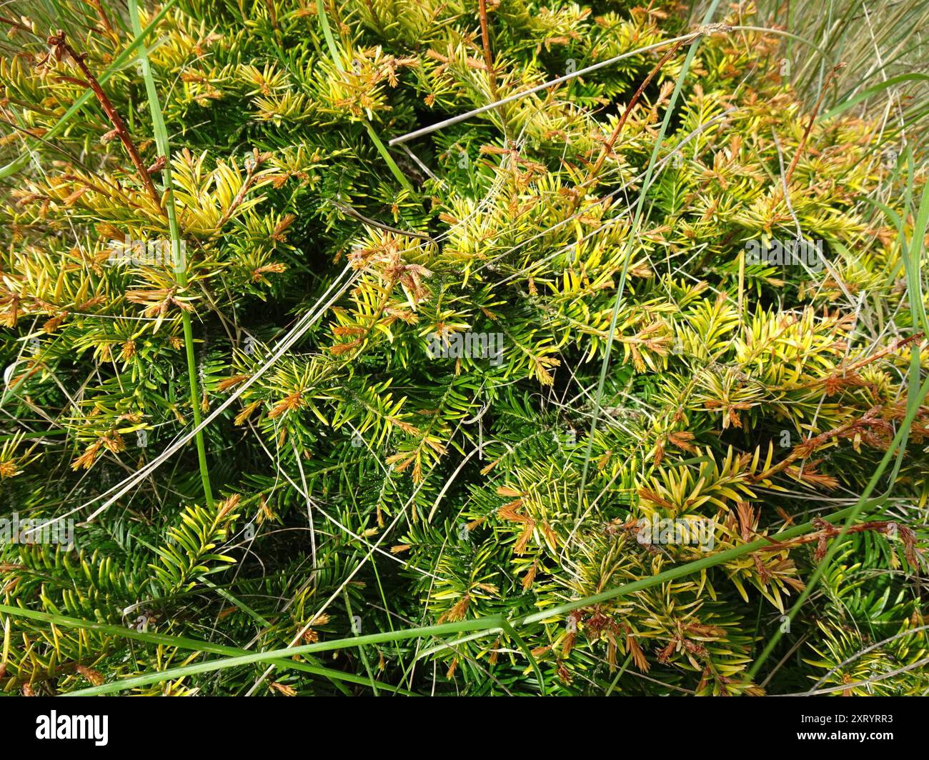 common yew (Taxus baccata) Plantae Stock Photo - Alamy