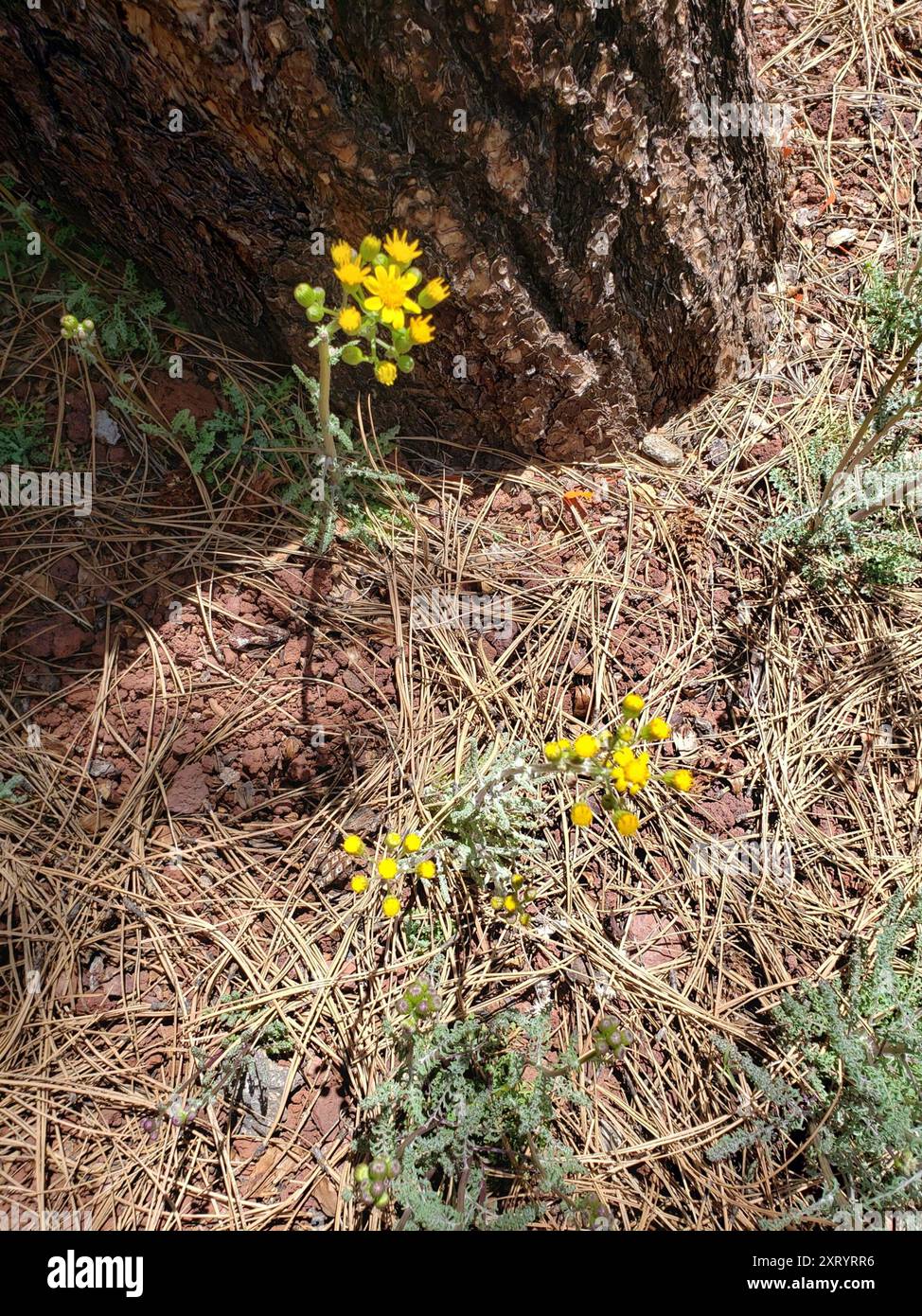 Packera multilobata hi-res stock photography and images - Alamy