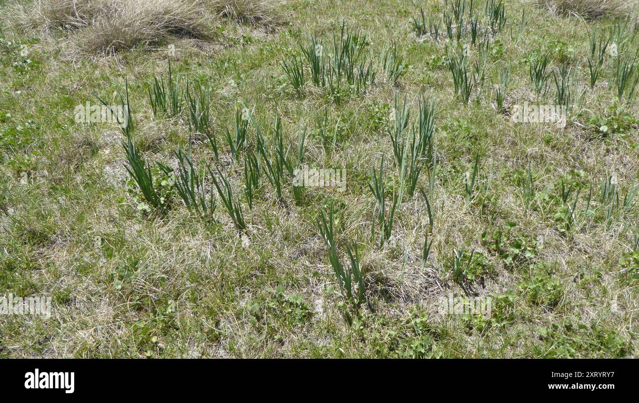 western blue flag (Iris missouriensis) Plantae Stock Photo - Alamy