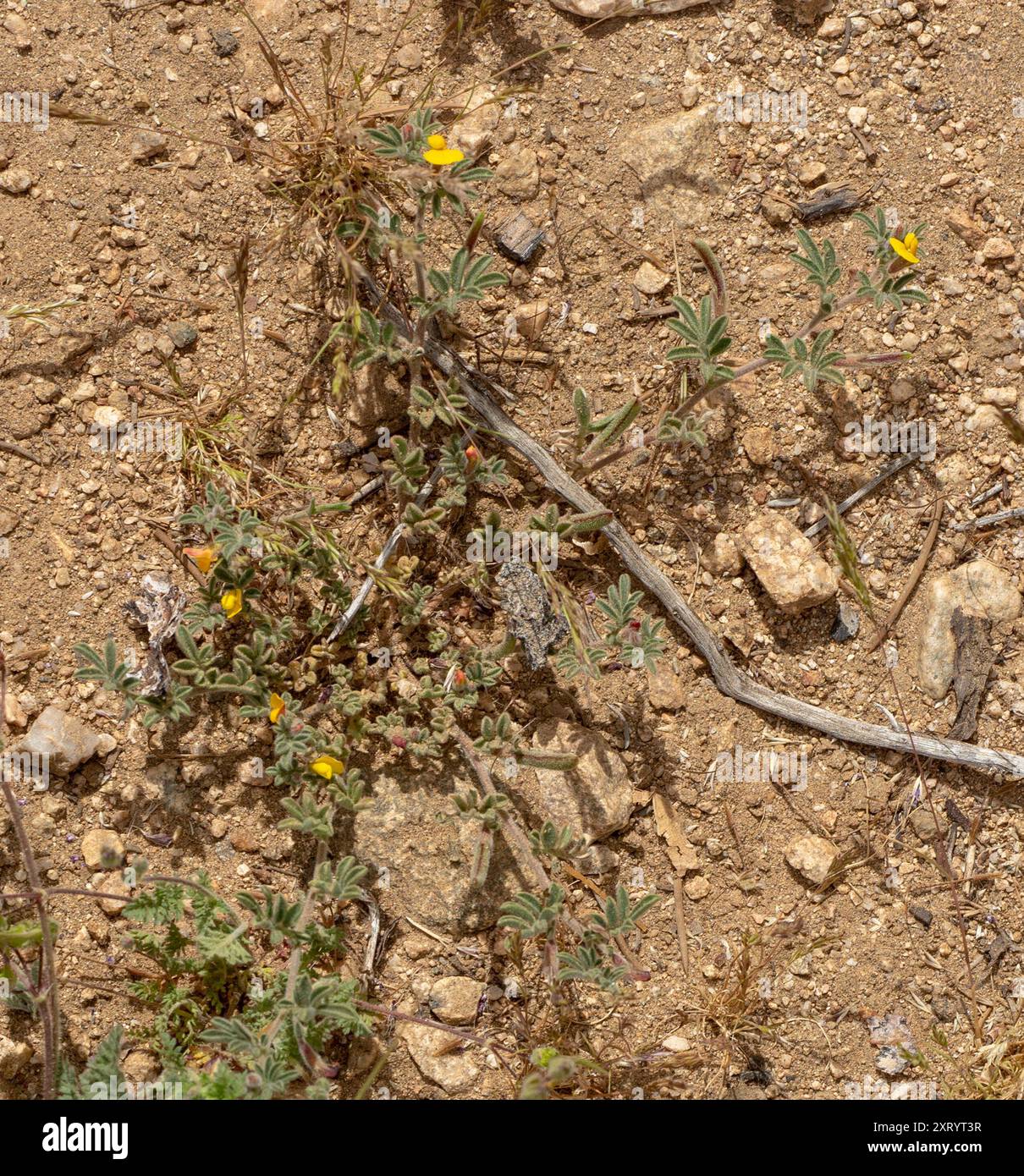 Strigose lotus hi-res stock photography and images - Alamy