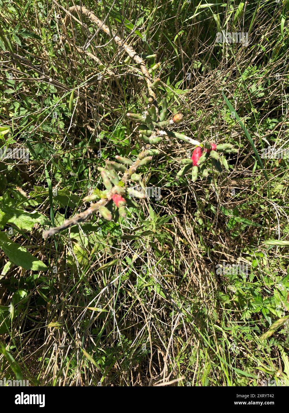 Christmas cholla (Cylindropuntia leptocaulis) Plantae Stock Photo - Alamy
