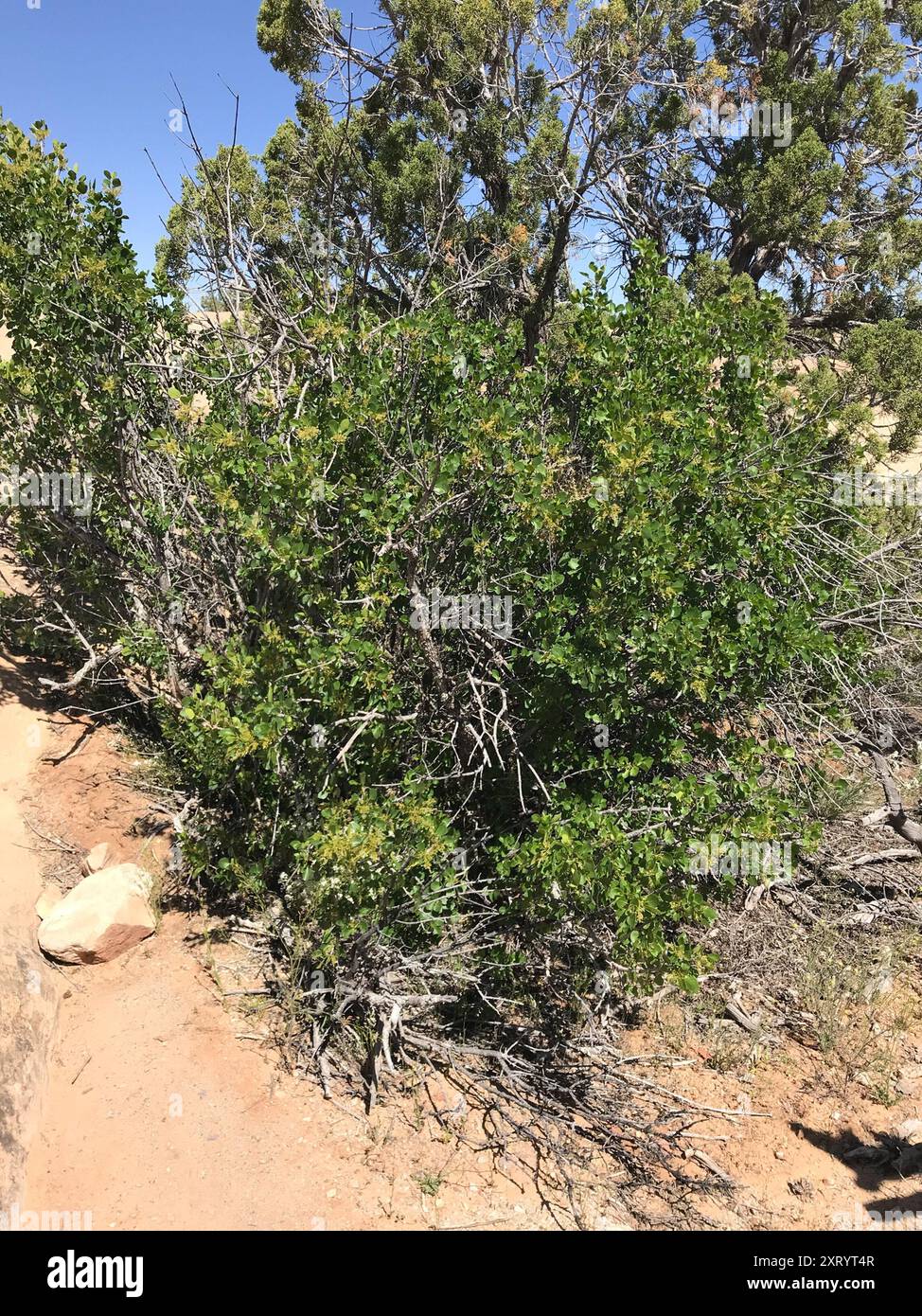single-leaf ash (Fraxinus anomala) Plantae Stock Photo - Alamy