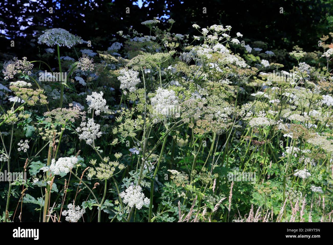 Common hogweed (Heracleum sphondylium). Cardiff, South Wales, UK. Taken ...