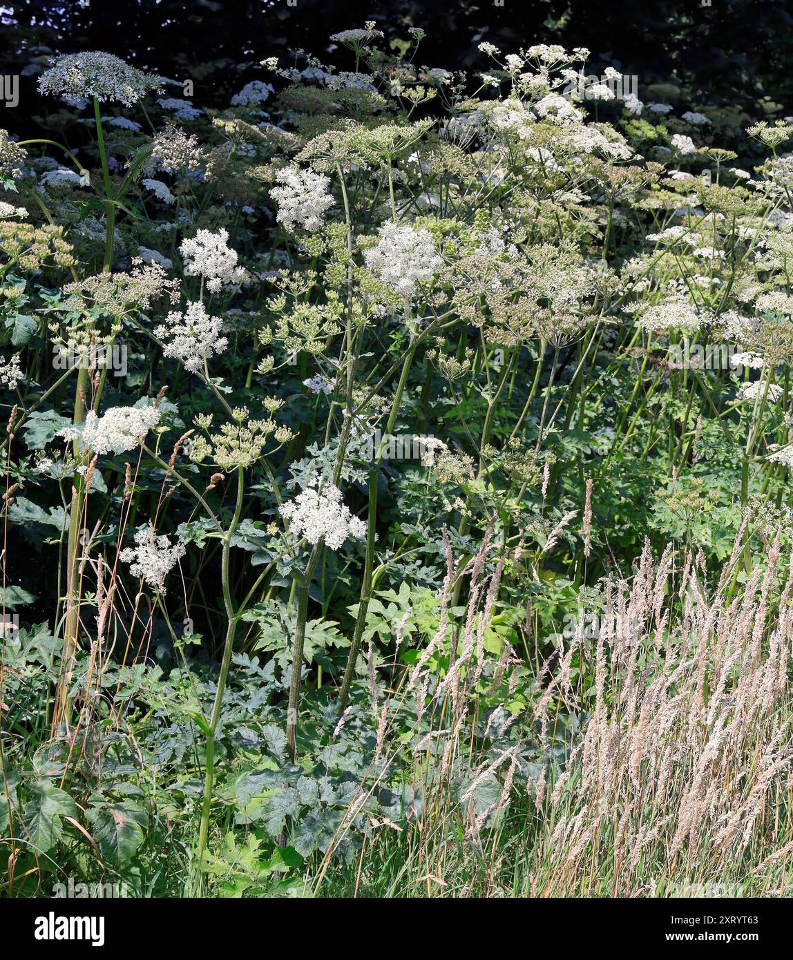 Common hogweed (Heracleum sphondylium). Cardiff, South Wales, UK. Taken ...