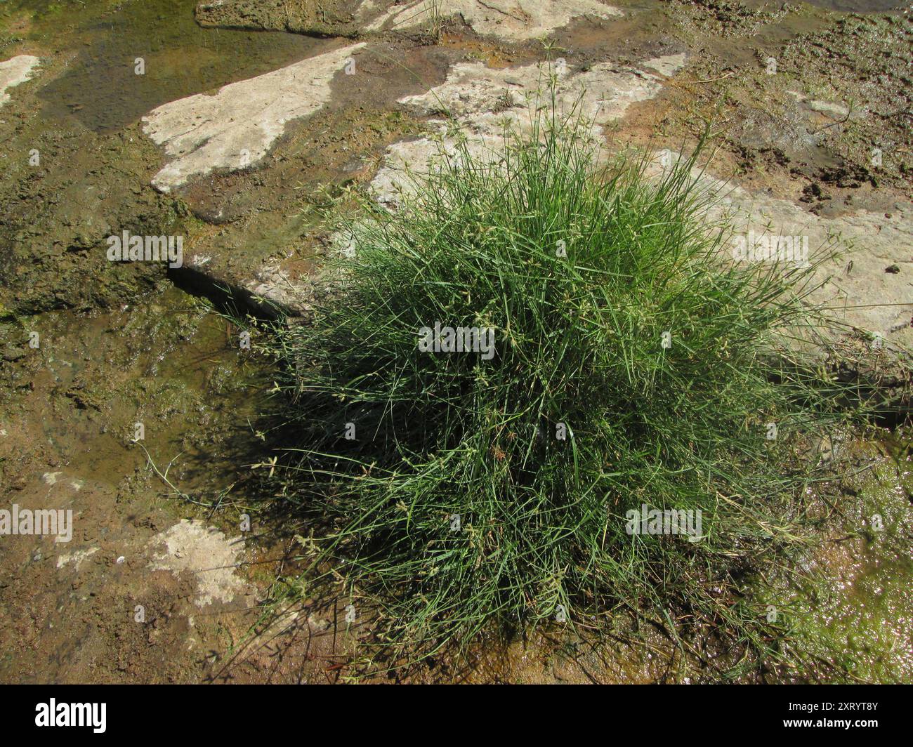 tuberous bulrush (Bolboschoenus glaucus) Plantae Stock Photo - Alamy