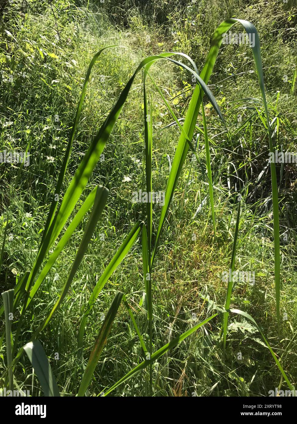 giant wild rye (Leymus condensatus) Plantae Stock Photo - Alamy